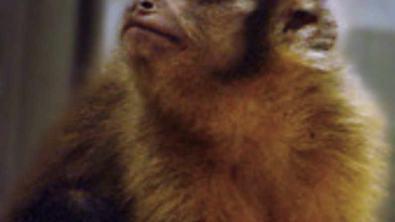 Monkey Business | STANFORD magazine