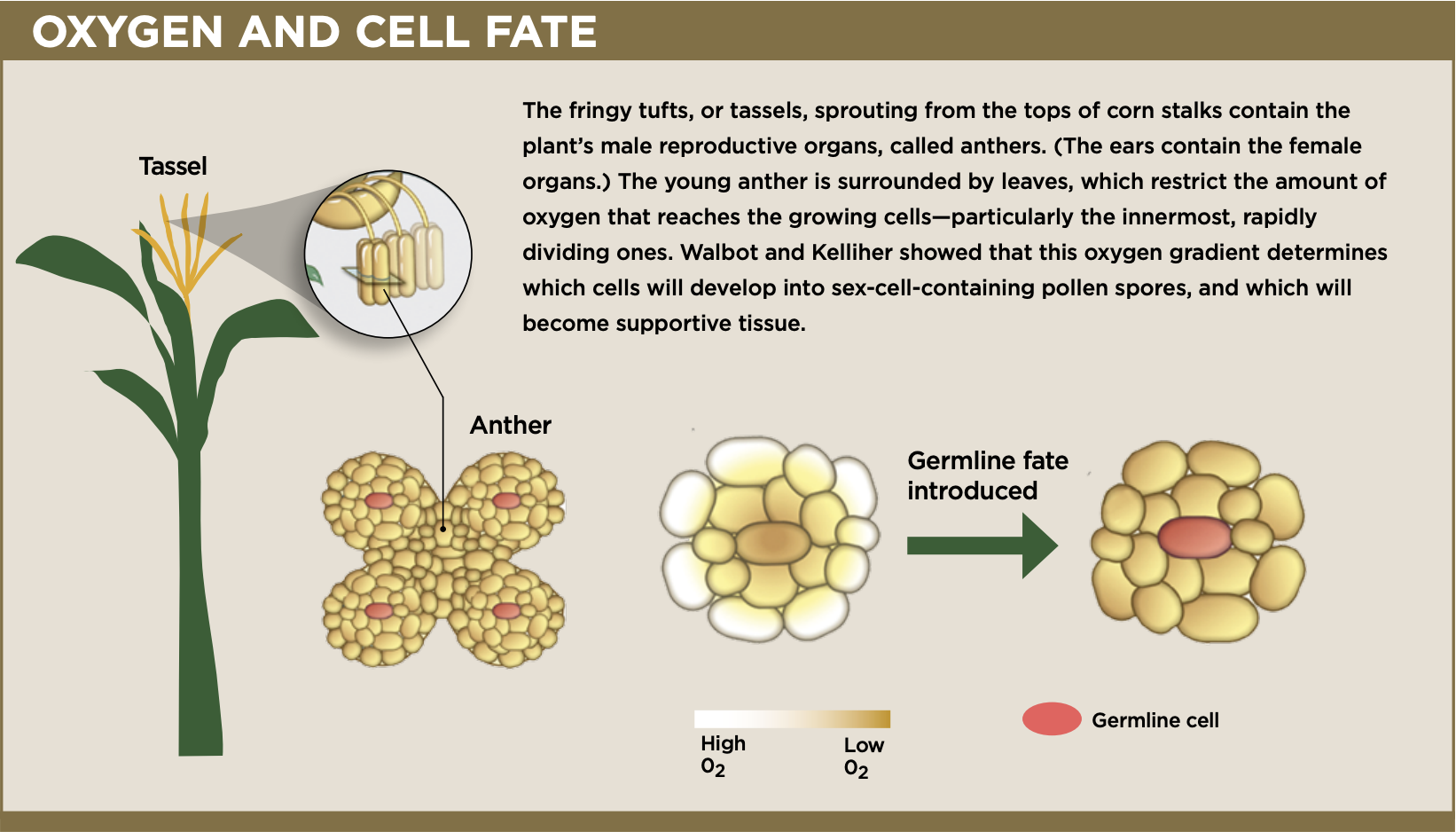 Nature Nurtured | STANFORD magazine