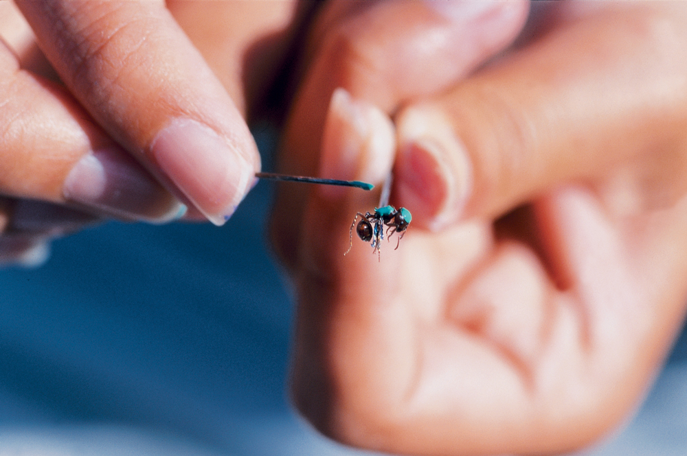 Life in the Colonies | STANFORD magazine