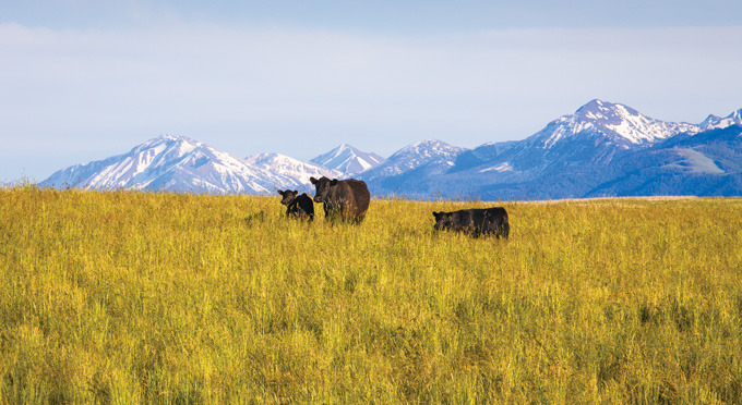 At Home On the Range | STANFORD magazine